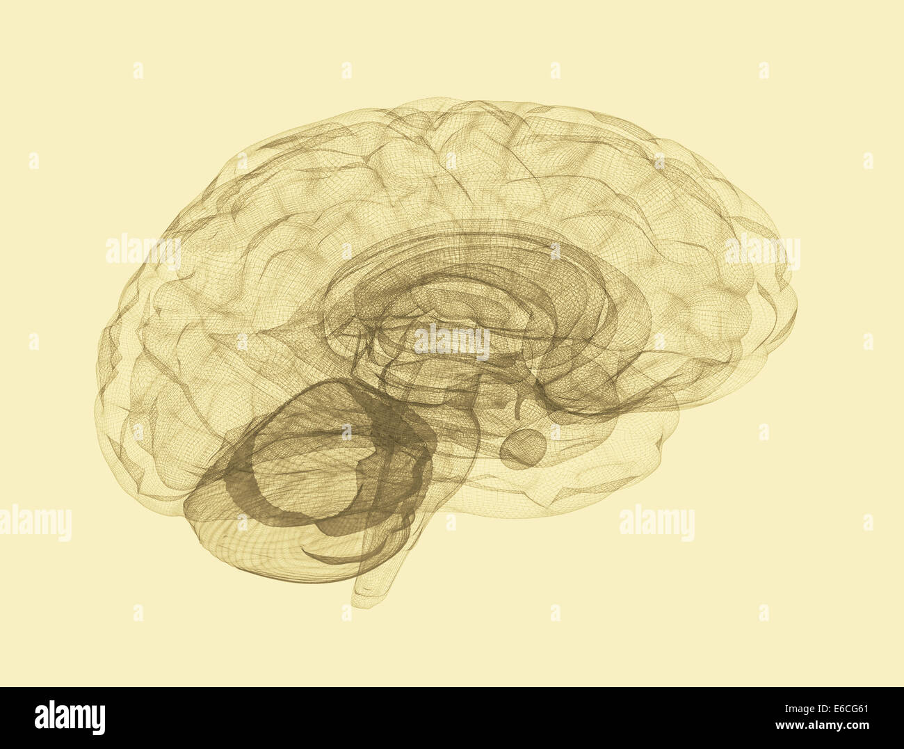 Brain wire frame model Stock Photo - Alamy