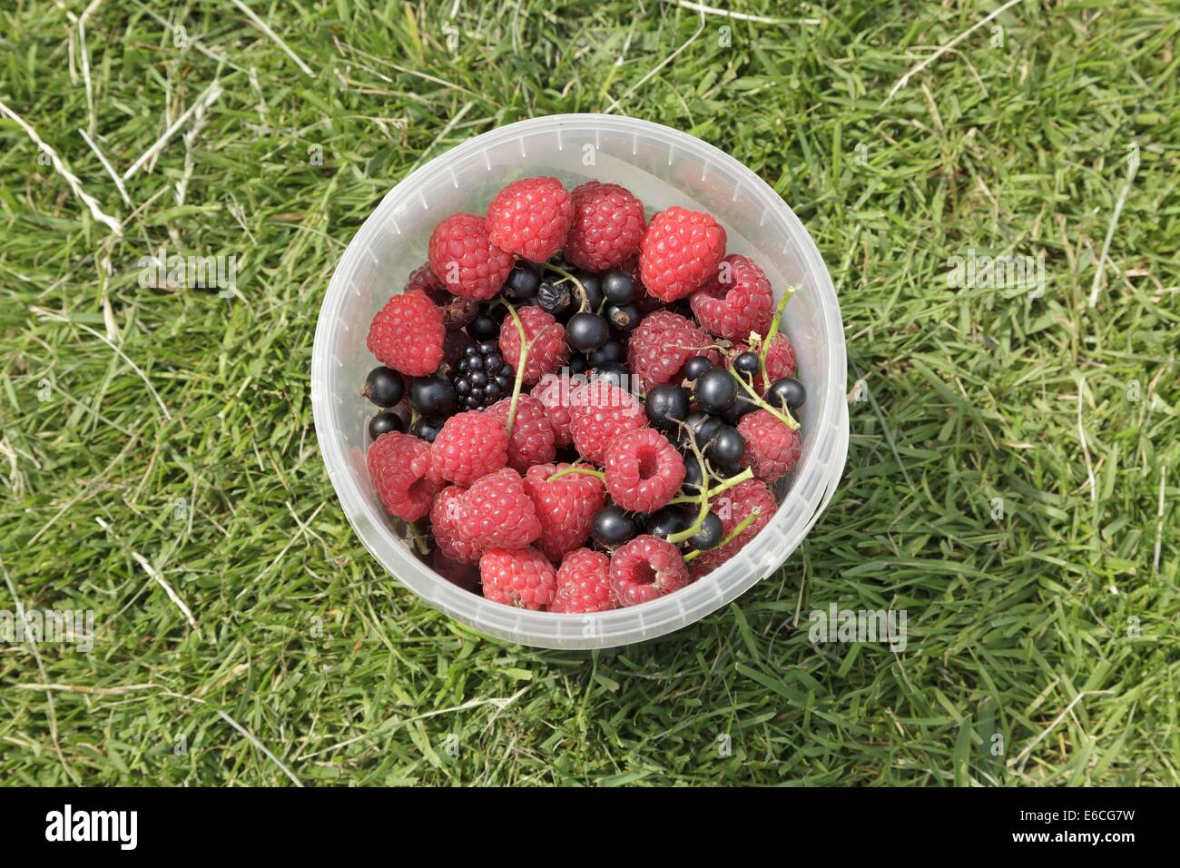 berries in a bucket Stock Photo - Alamy