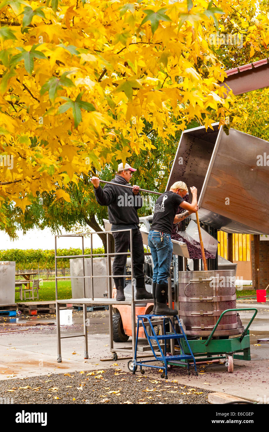 USA, Washington, Walla Walla. Two men push grapes into bin for crush in ...