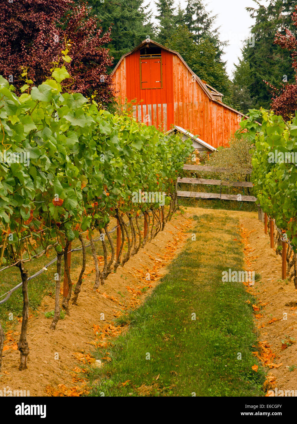 USA, Washington, Whidbey Island. Red barn at a winery and vineyard on ...