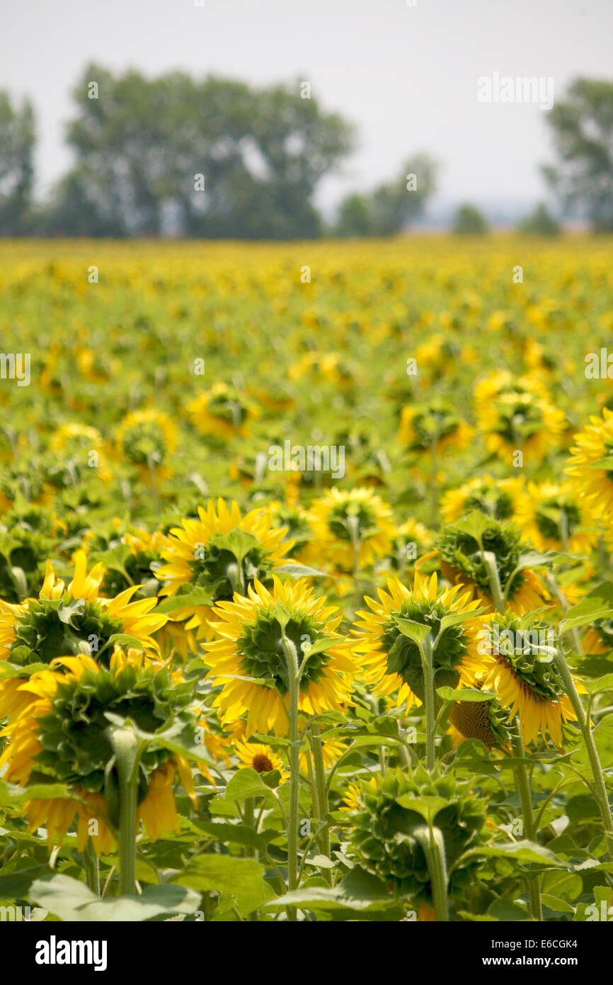 Sunflower seeds corolla hi-res stock photography and images - Alamy