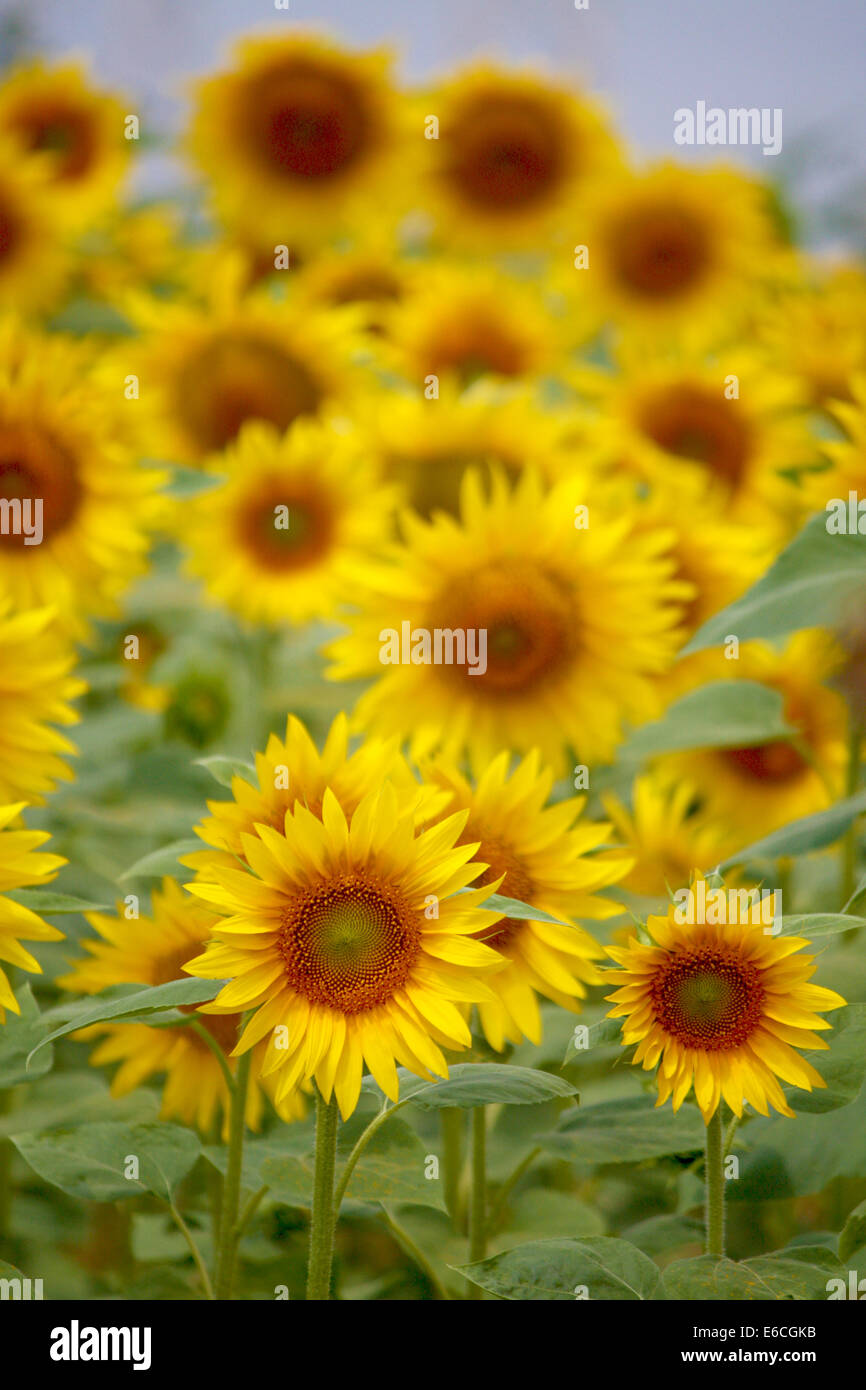 Sunflower seeds corolla hi-res stock photography and images - Alamy