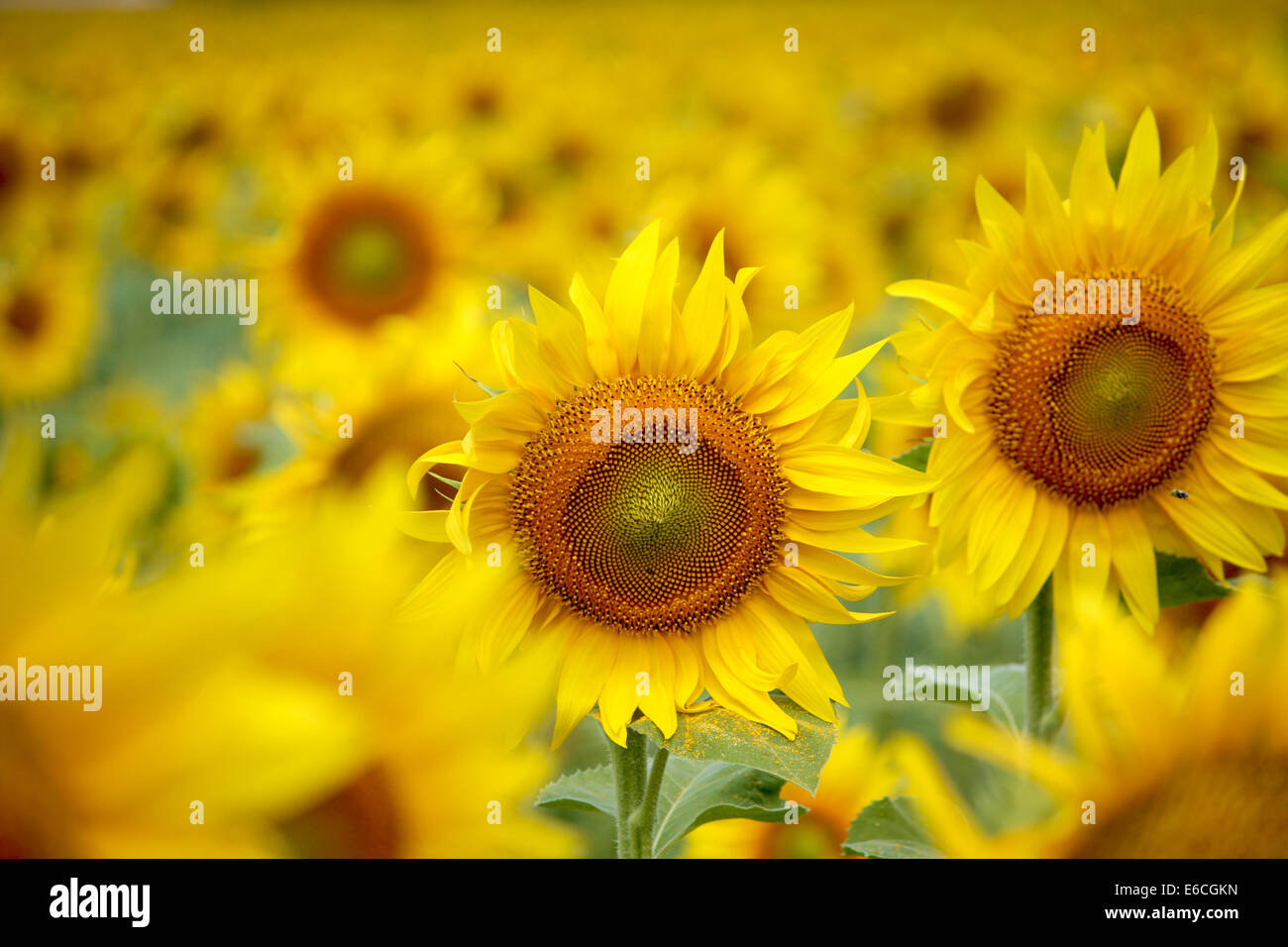 Sunflower seeds corolla hi-res stock photography and images - Alamy