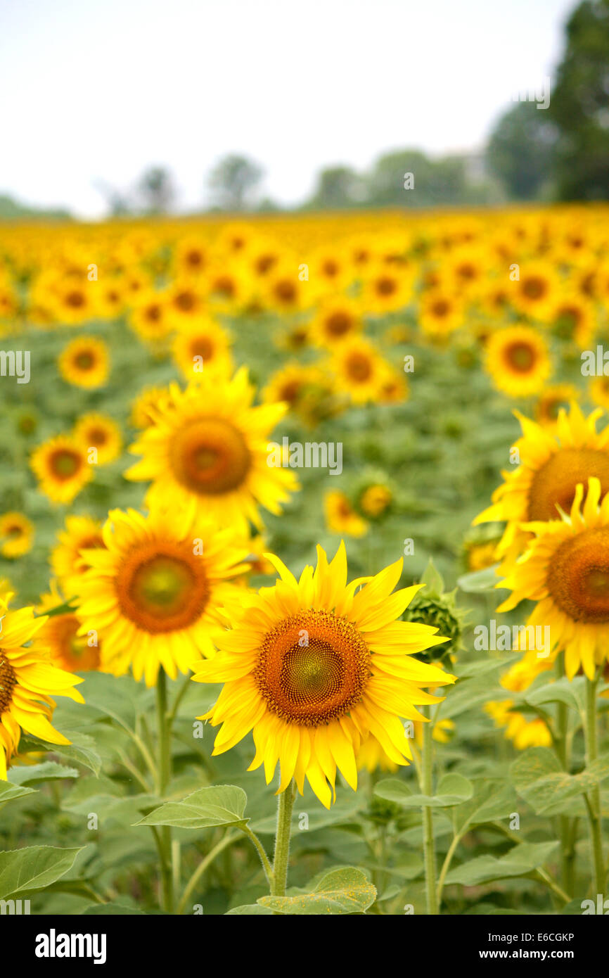 Sunflower seeds corolla hi-res stock photography and images - Alamy