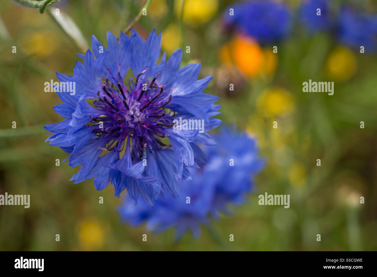 Cornflowers hi-res stock photography and images - Alamy