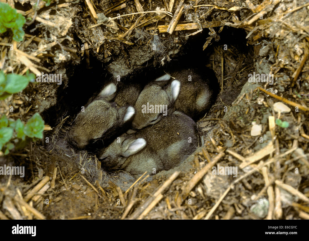 Rabbit - Oryctolagus cuniculus Stock Photo - Alamy