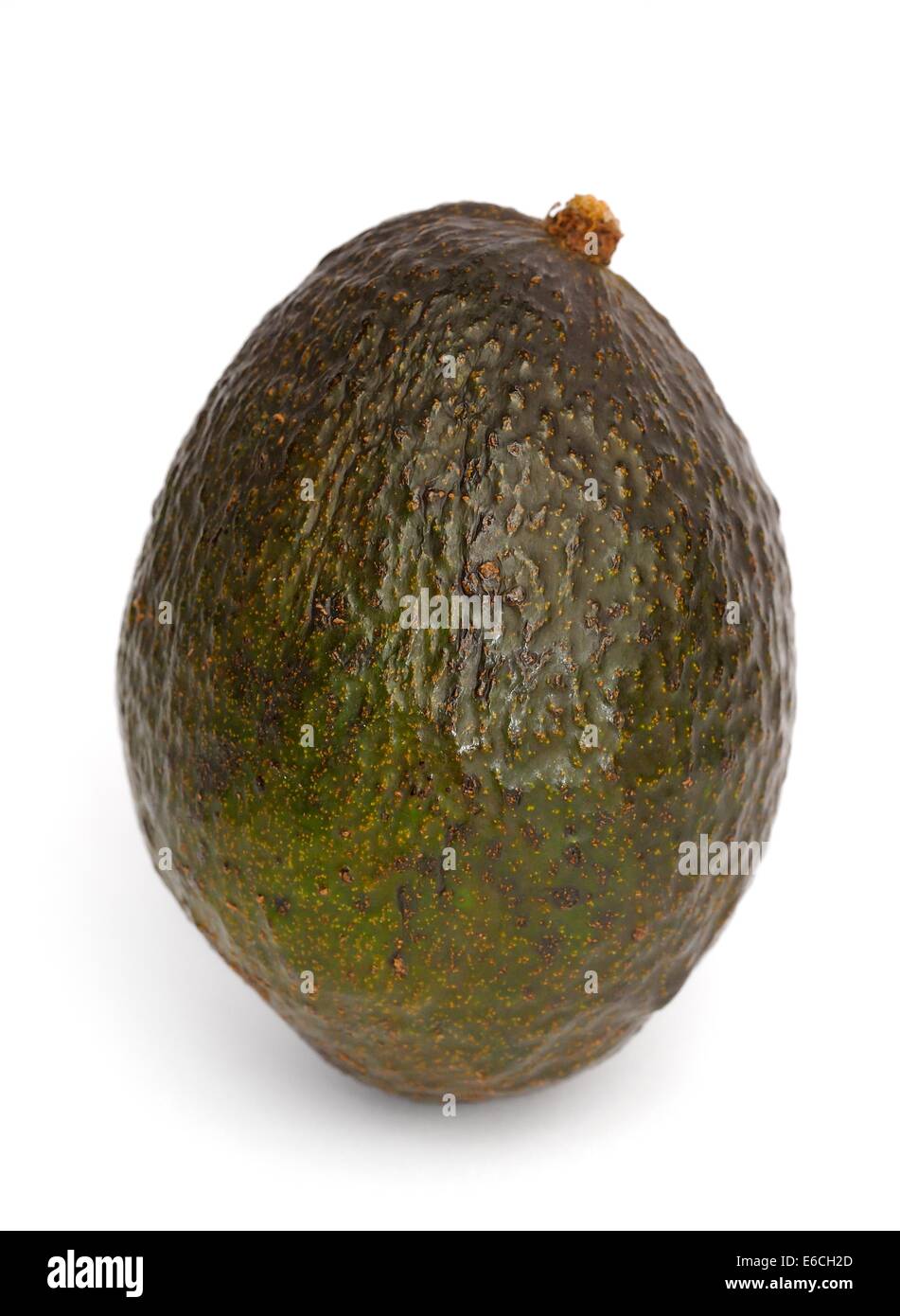 Avocado persea americana hi-res stock photography and images - Alamy