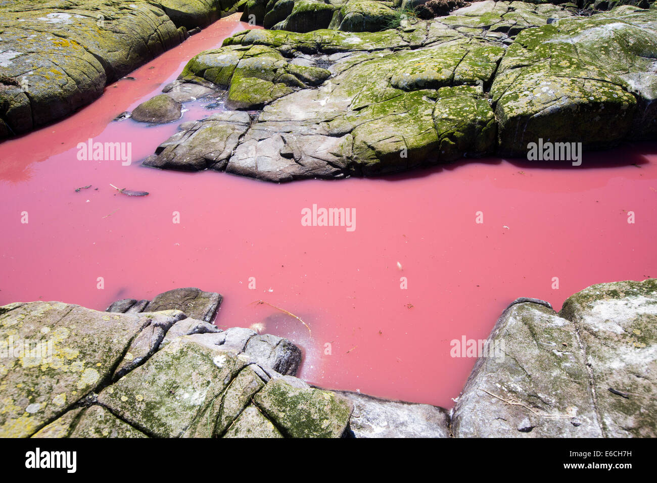 Red algae hi-res stock photography and images - Alamy