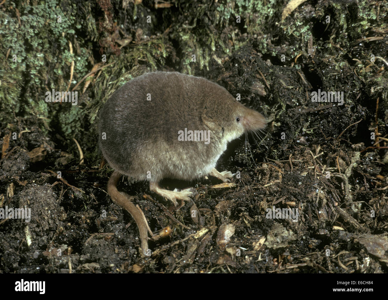 Common shrew sorex araneus close hi-res stock photography and images ...