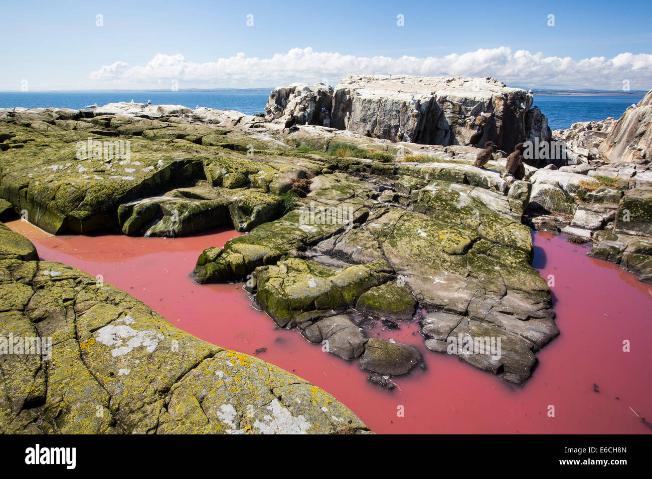 Red algae hi-res stock photography and images - Alamy