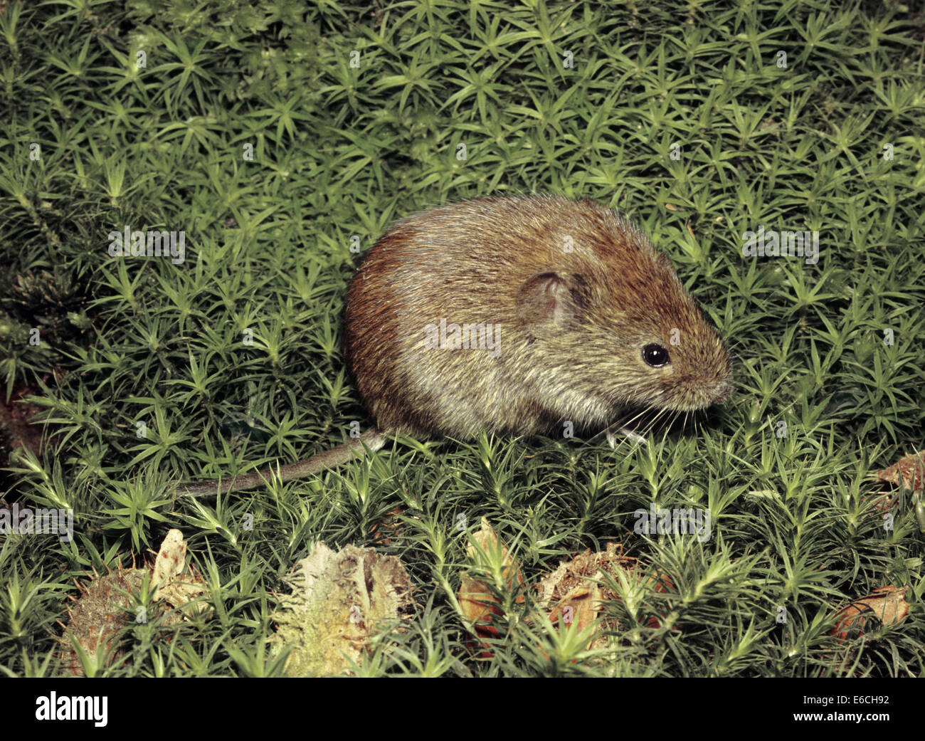 Bank Vole - Clethrionomys glareolus Stock Photo - Alamy