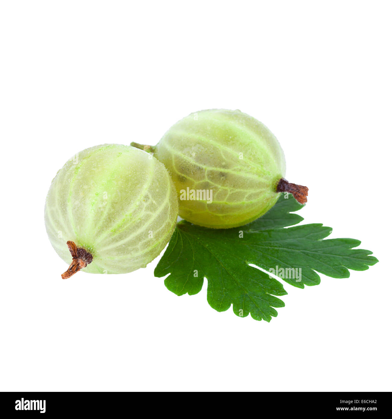 One gooseberry hi-res stock photography and images - Alamy
