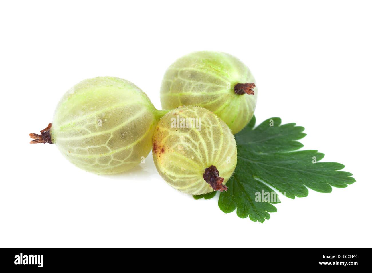 Gooseberry garden hi-res stock photography and images - Alamy