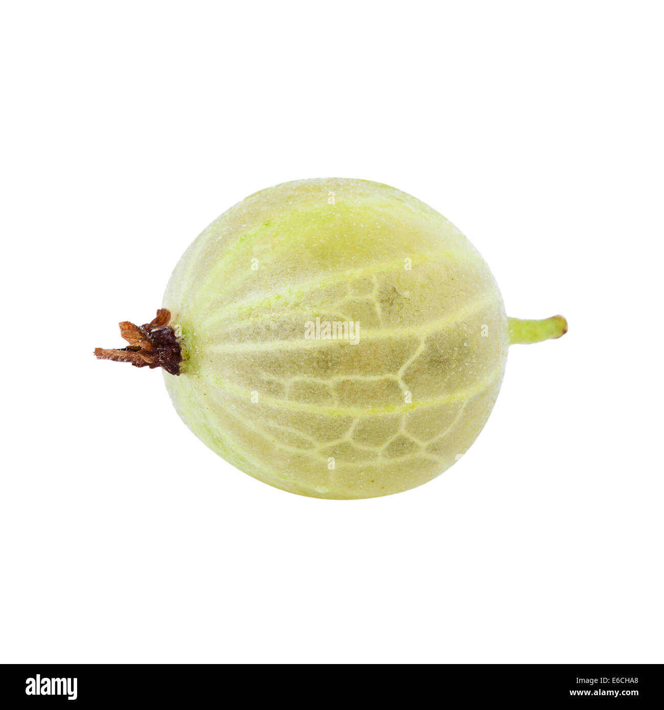 One Gooseberry in closeup Stock Photo - Alamy