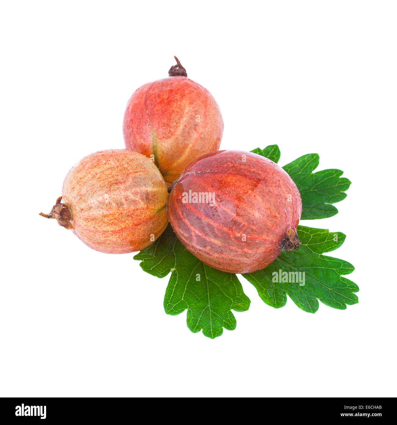 One gooseberry hi-res stock photography and images - Alamy
