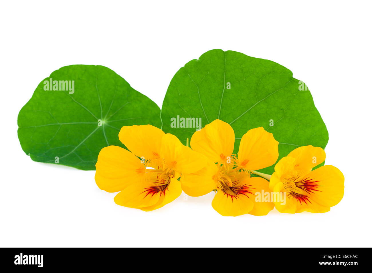 Nasturtium flowers hi-res stock photography and images - Alamy
