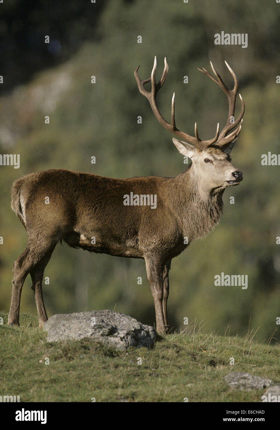 Red Deer - Cervus elaphus Stock Photo - Alamy
