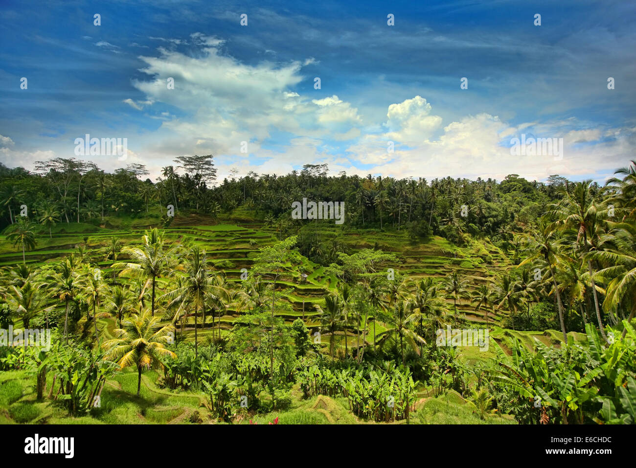 Tegalalang rice terrace fields in Bali. Indonesia Stock Photo - Alamy