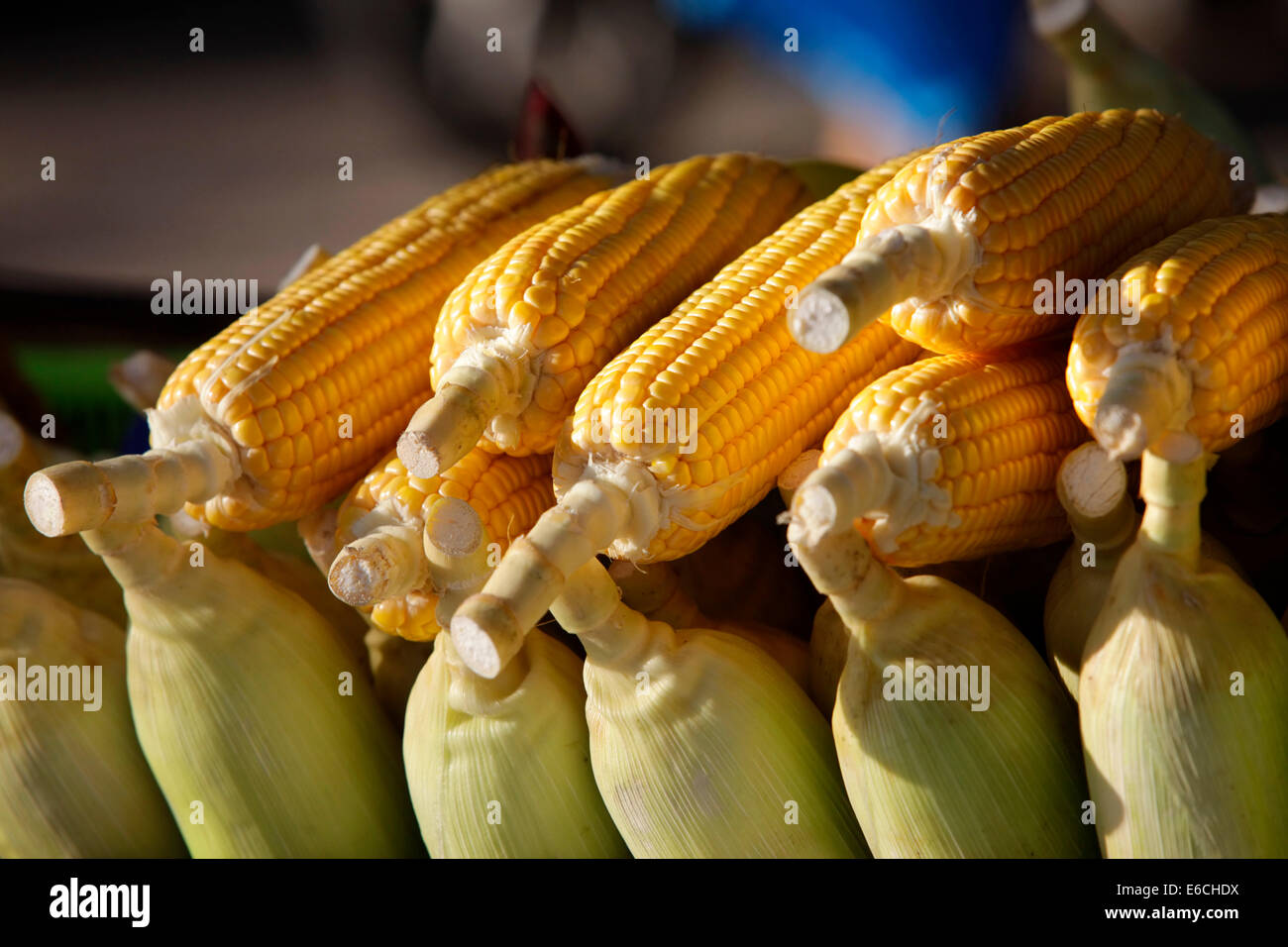 Ears of fresh yellow sweet corn Stock Photo - Alamy