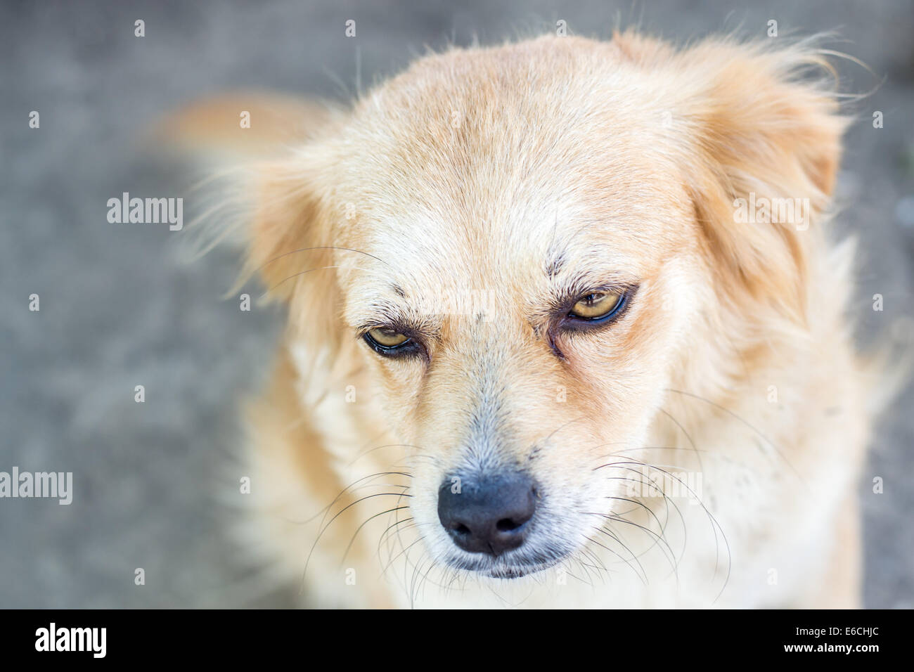 Dog Unhappy High Resolution Stock Photography and Images - Alamy