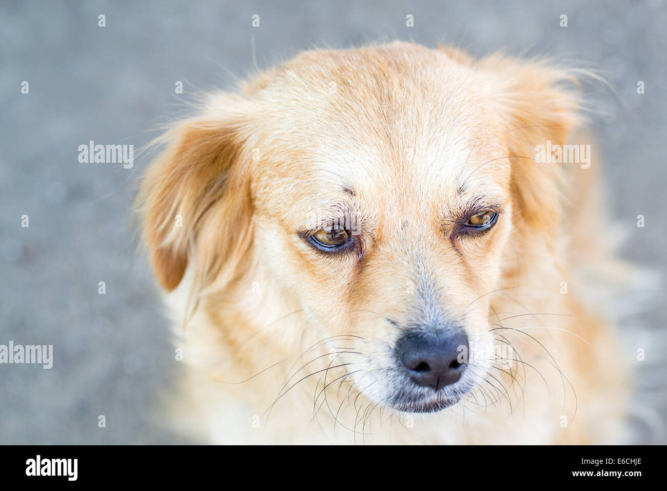 Dog Unhappy High Resolution Stock Photography and Images - Alamy