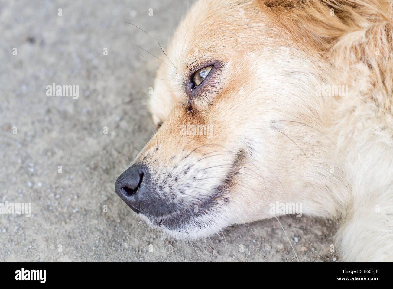 Brown furred dog hi-res stock photography and images - Alamy