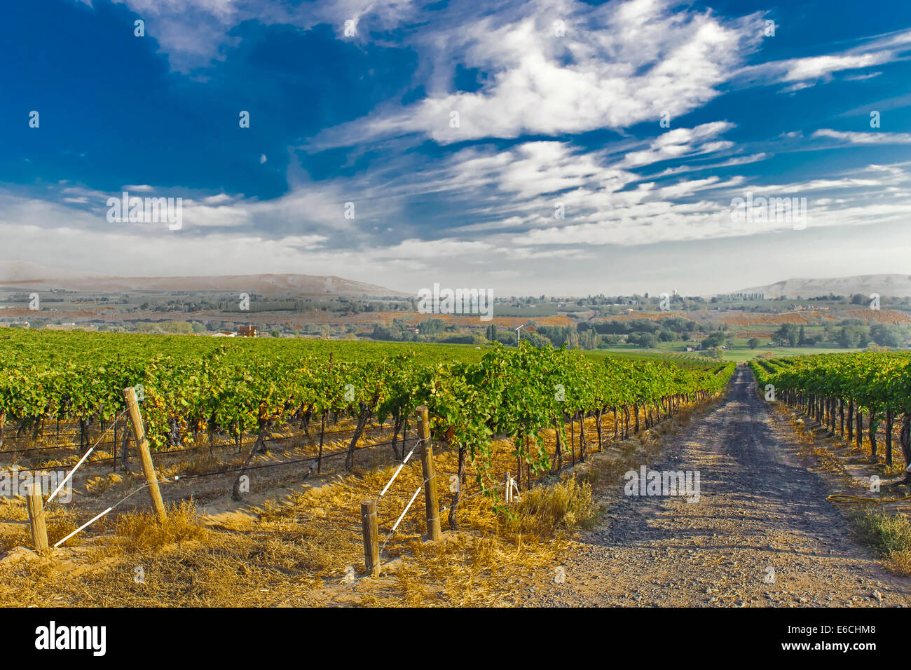 USA, Washington, Yakima Valley. Vines and grapes at a winery and ...