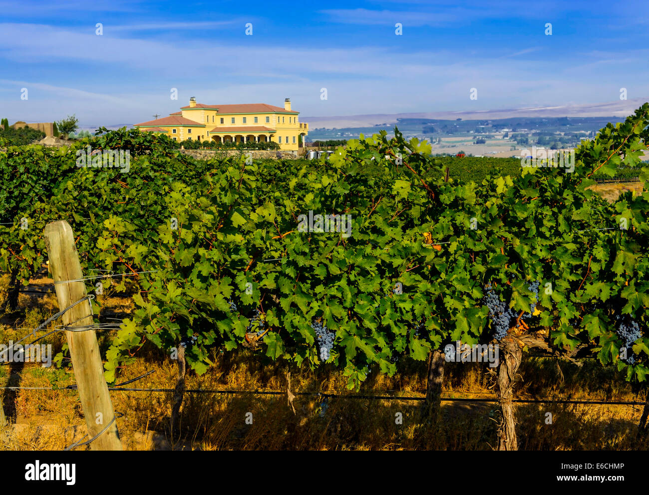 USA, Washington, Yakima Valley. Vines and grapes at a winery and ...