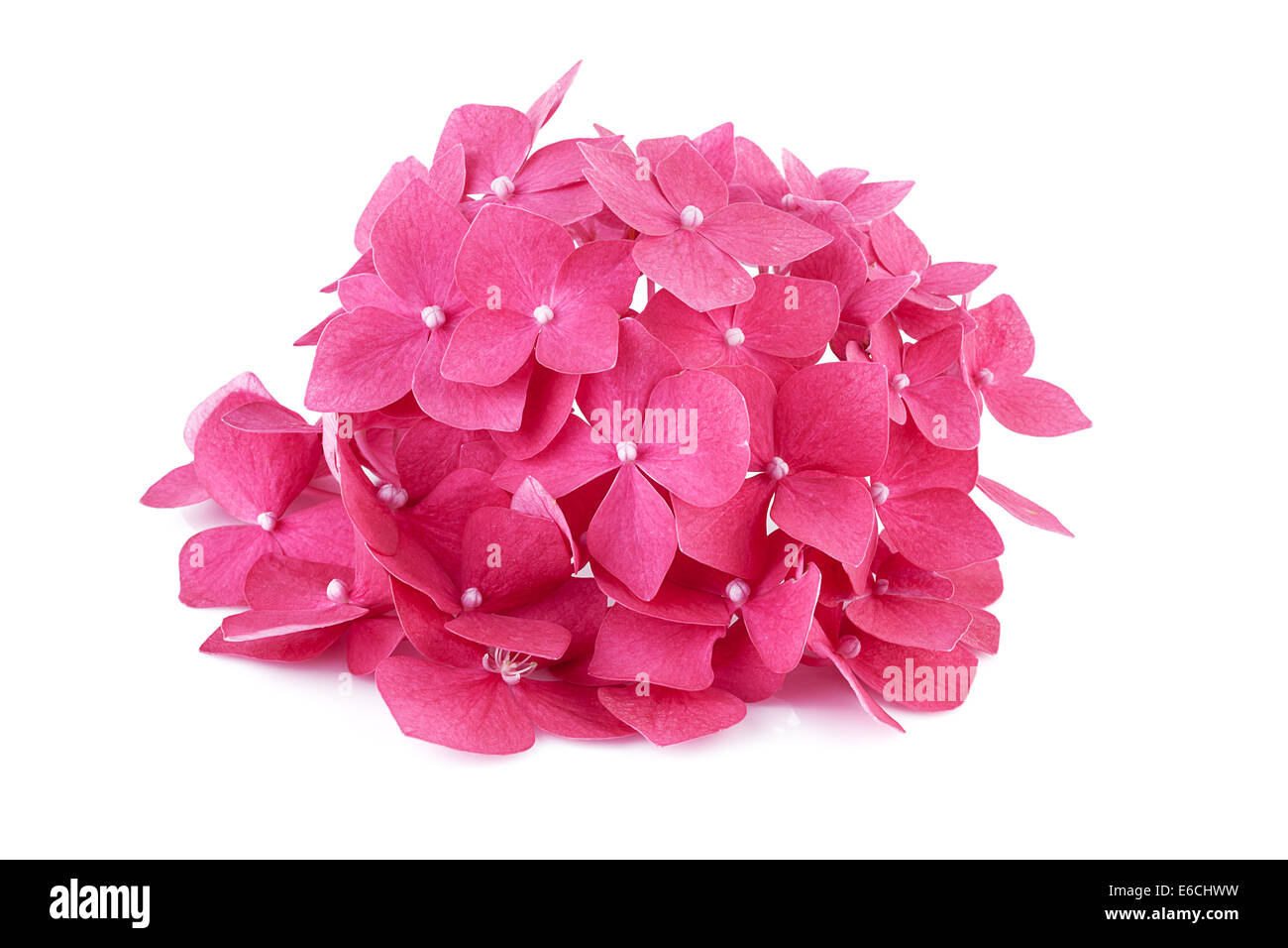 Hydrangea flowers isolated on white Stock Photo - Alamy