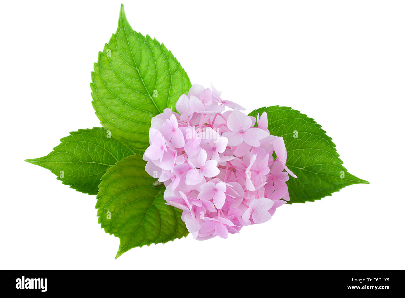 Hydrangea flower ( hydrangea macrophylla Stock Photo - Alamy