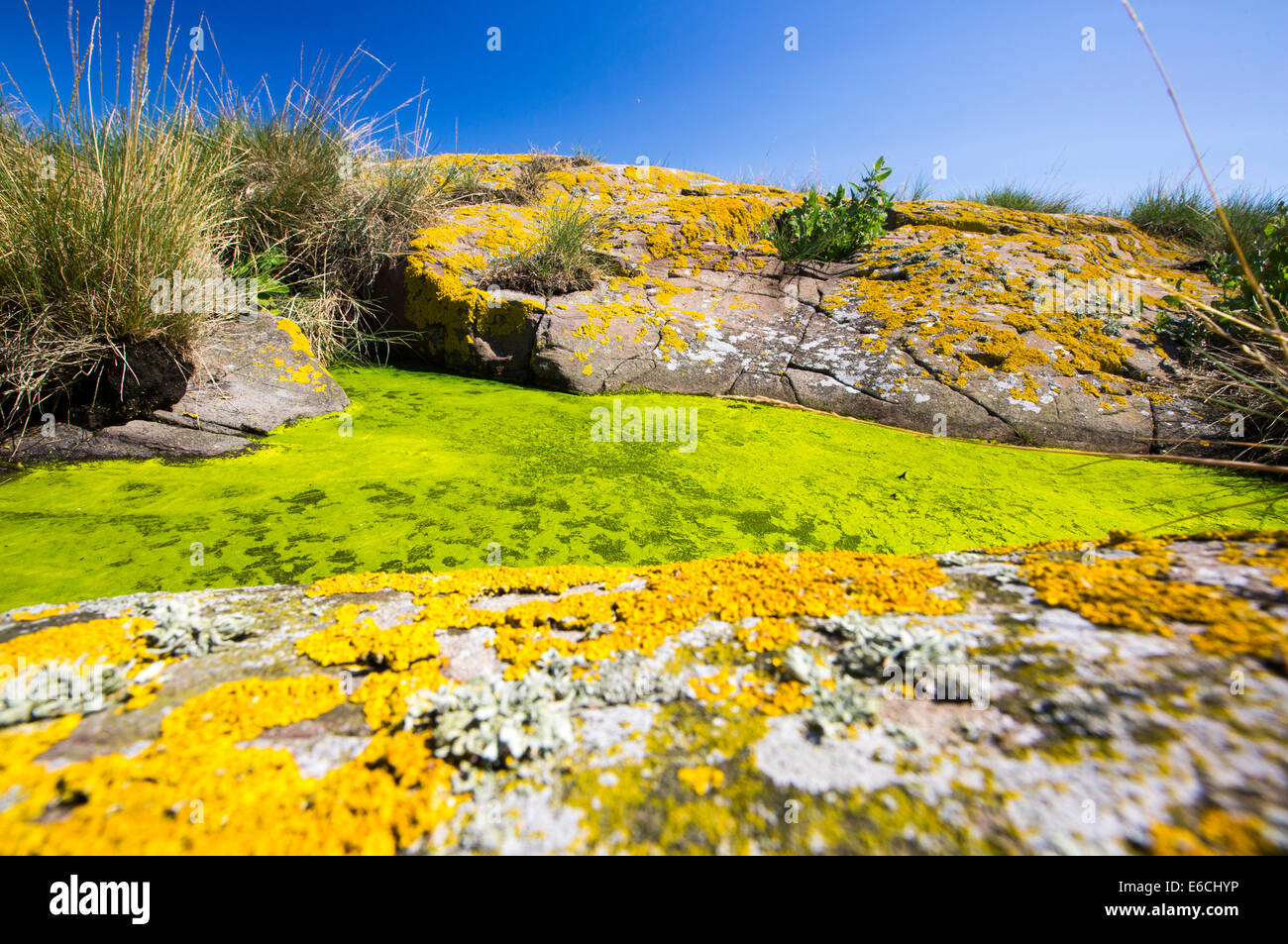 Yellow green algae hi-res stock photography and images - Alamy