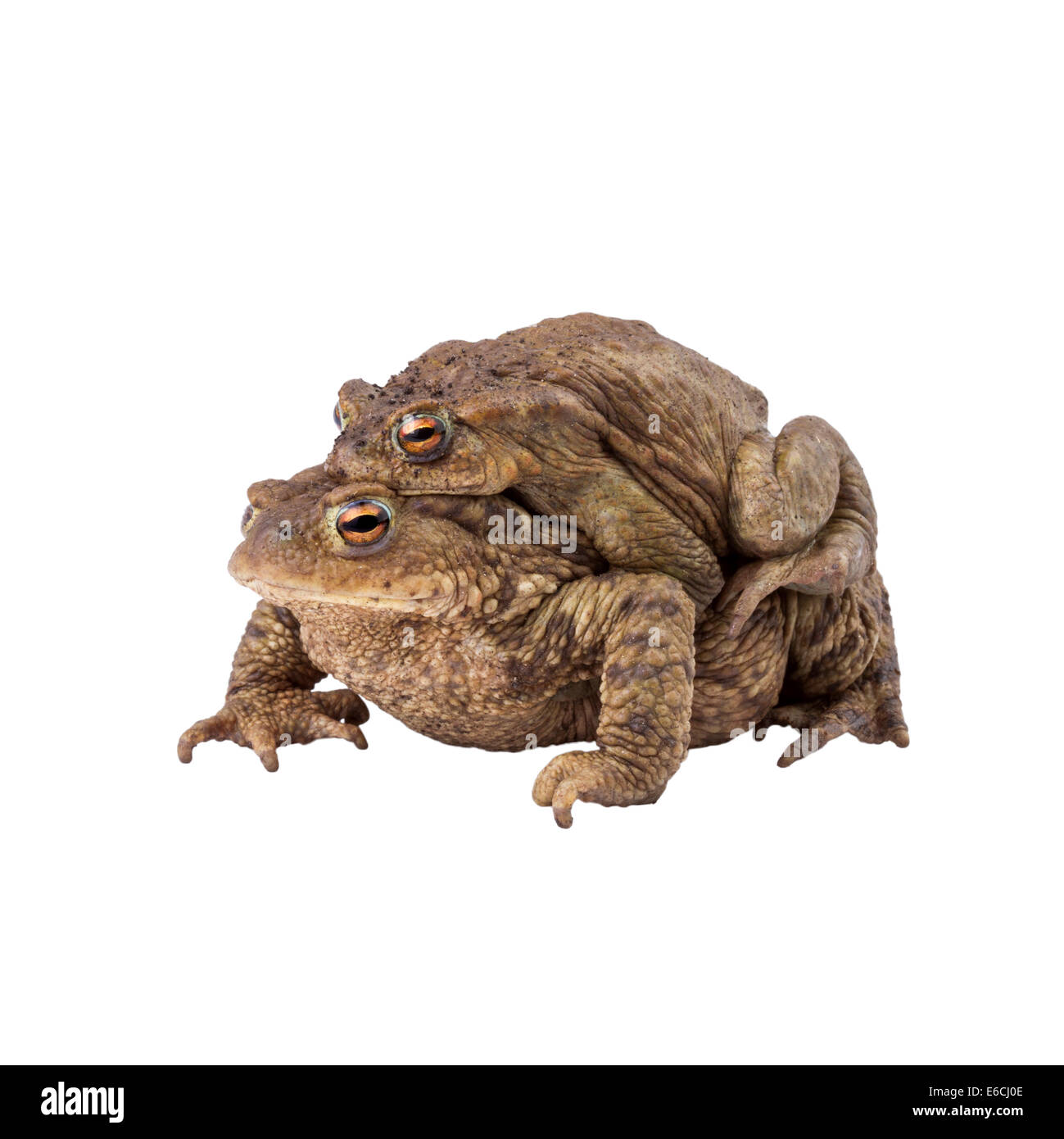 Frog Reproduction Mating Common toad or european toad (Bufo bufo), Amplexus Stock Photo - Alamy