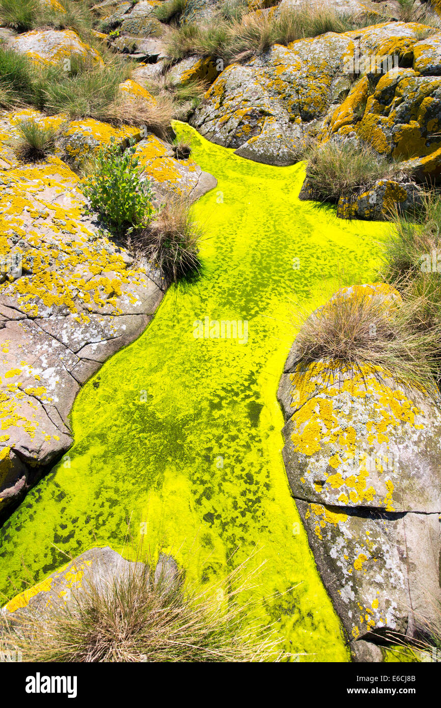 Green algae and yellow lichen on the Farne Islands, Northumberland, UK ...