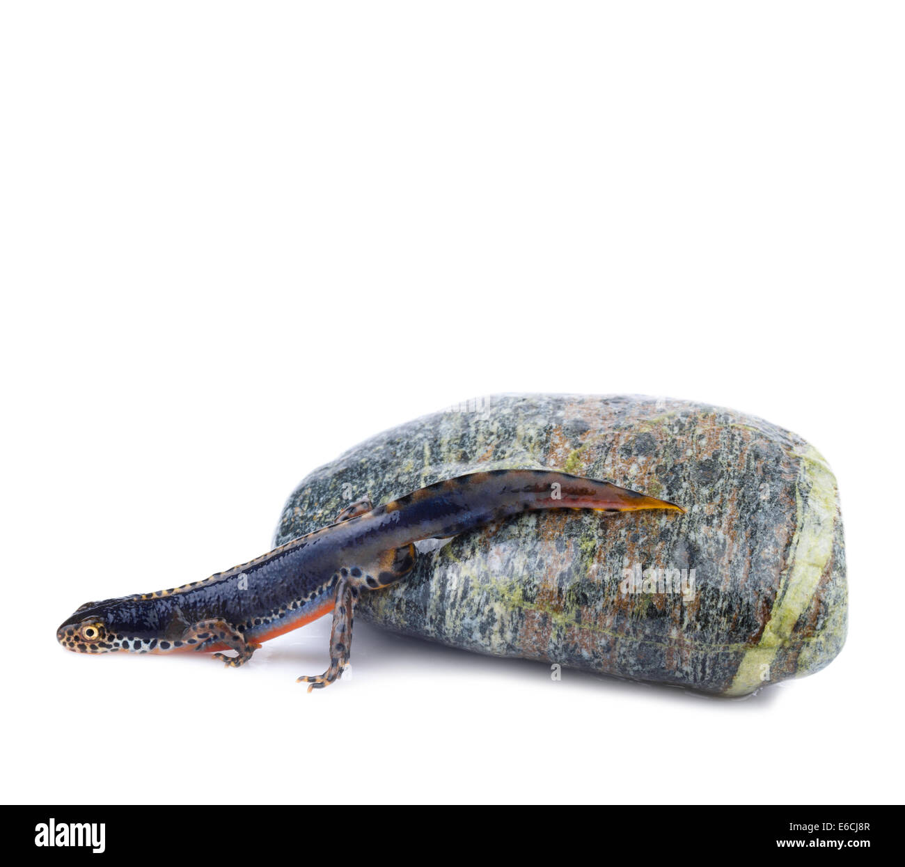 Alpine Newt (Ichthyosaura alpestris,Triturus alpestris Stock Photo - Alamy