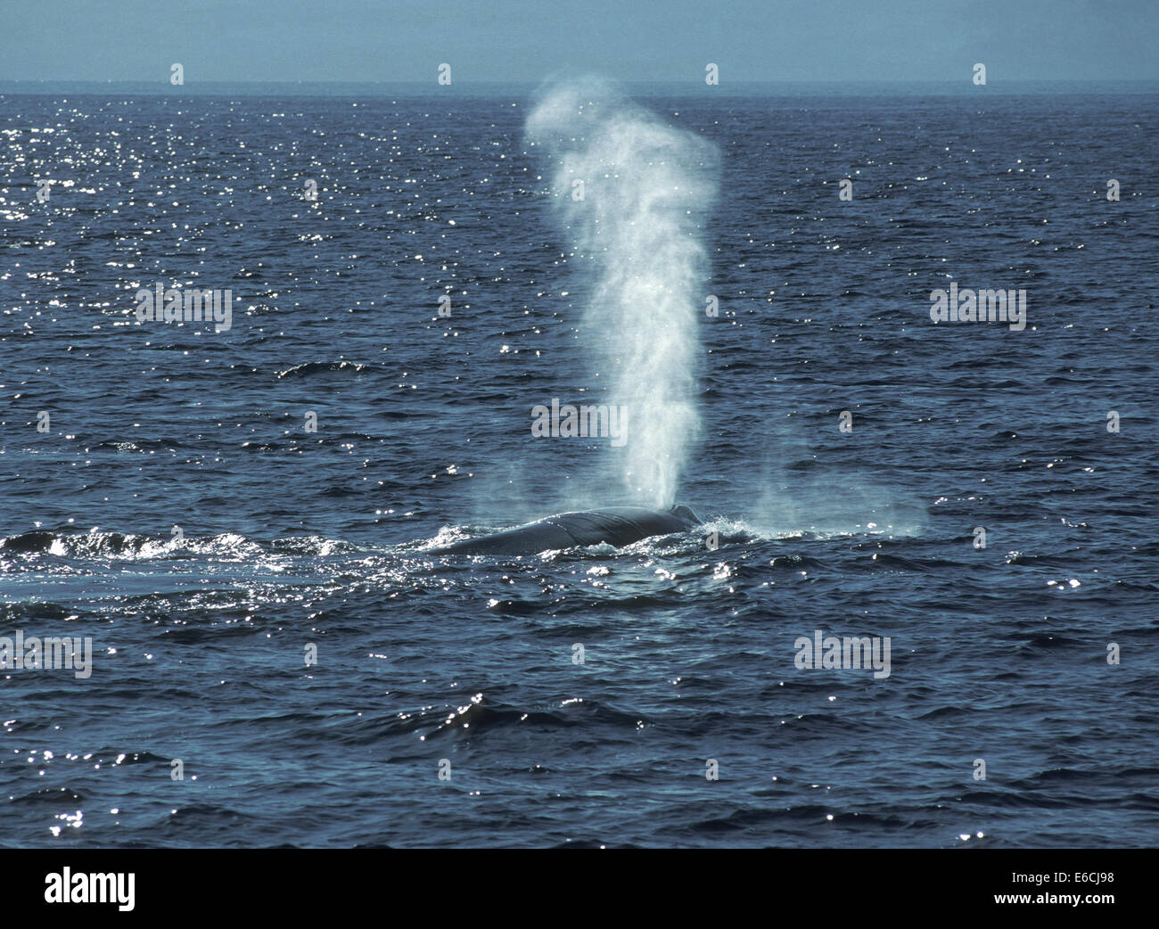 Blue Whale - Balaenoptera musculus Stock Photo - Alamy