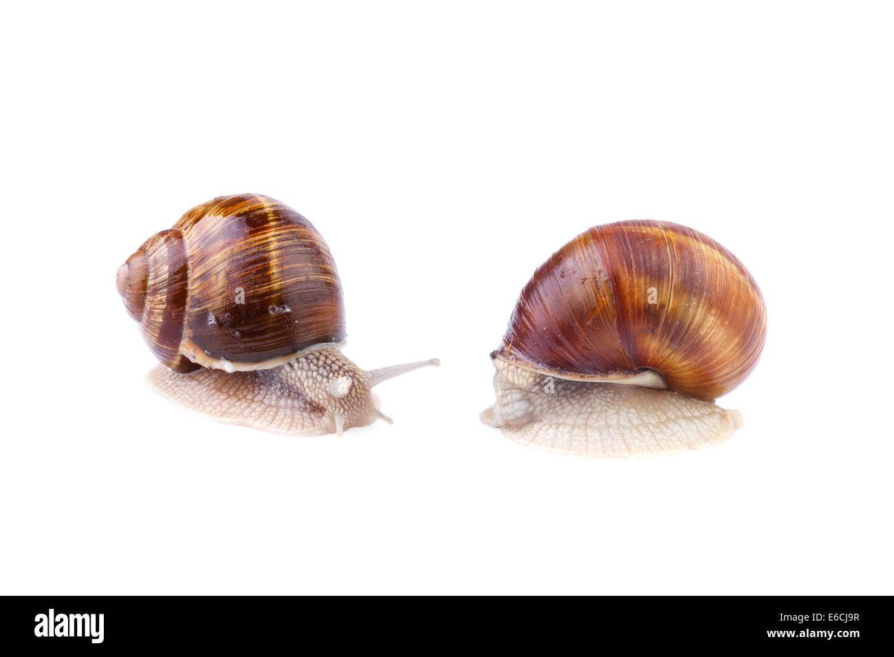Garden snails hi-res stock photography and images - Alamy