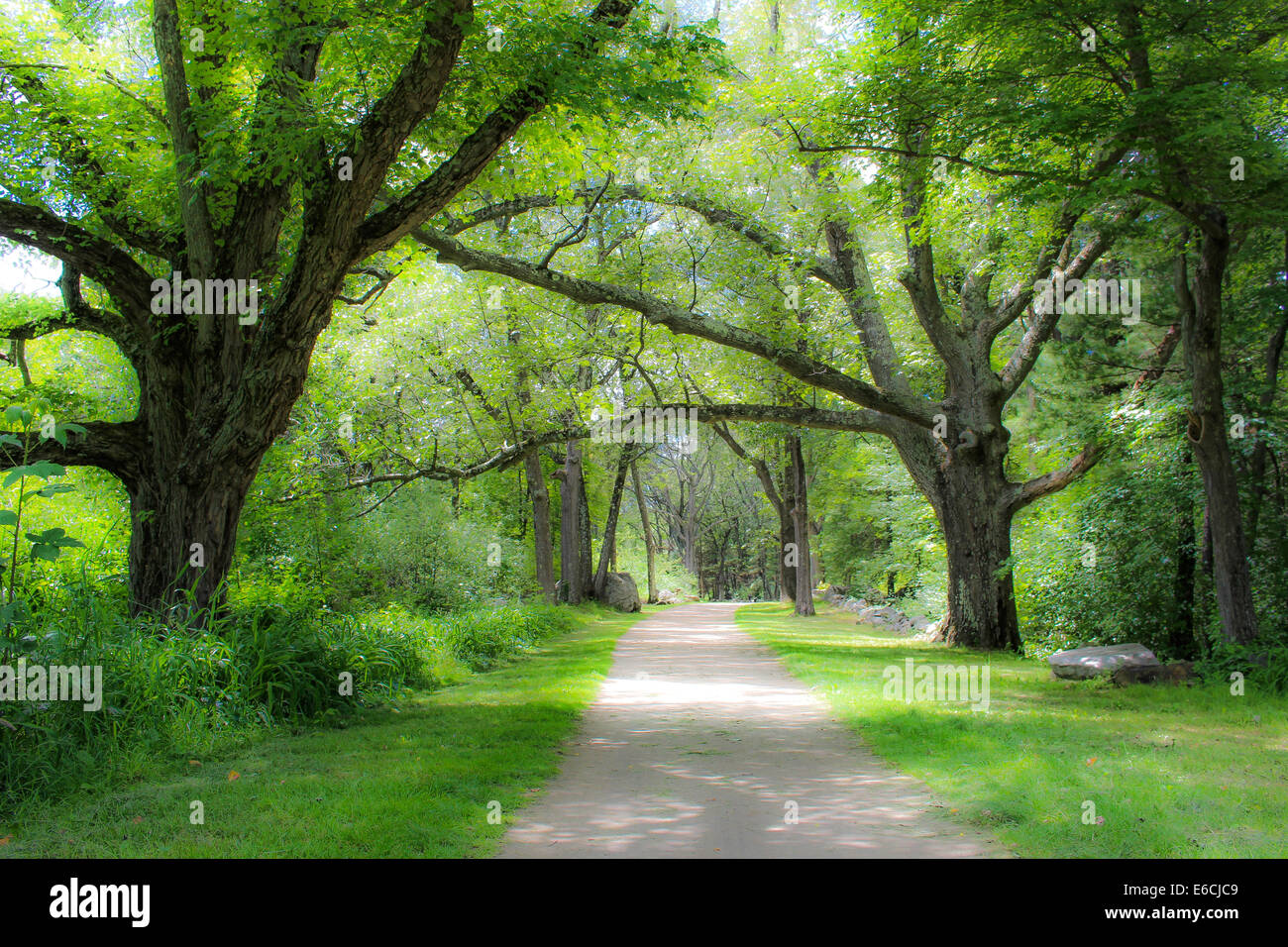 Magical mystical forest hi-res stock photography and images - Alamy