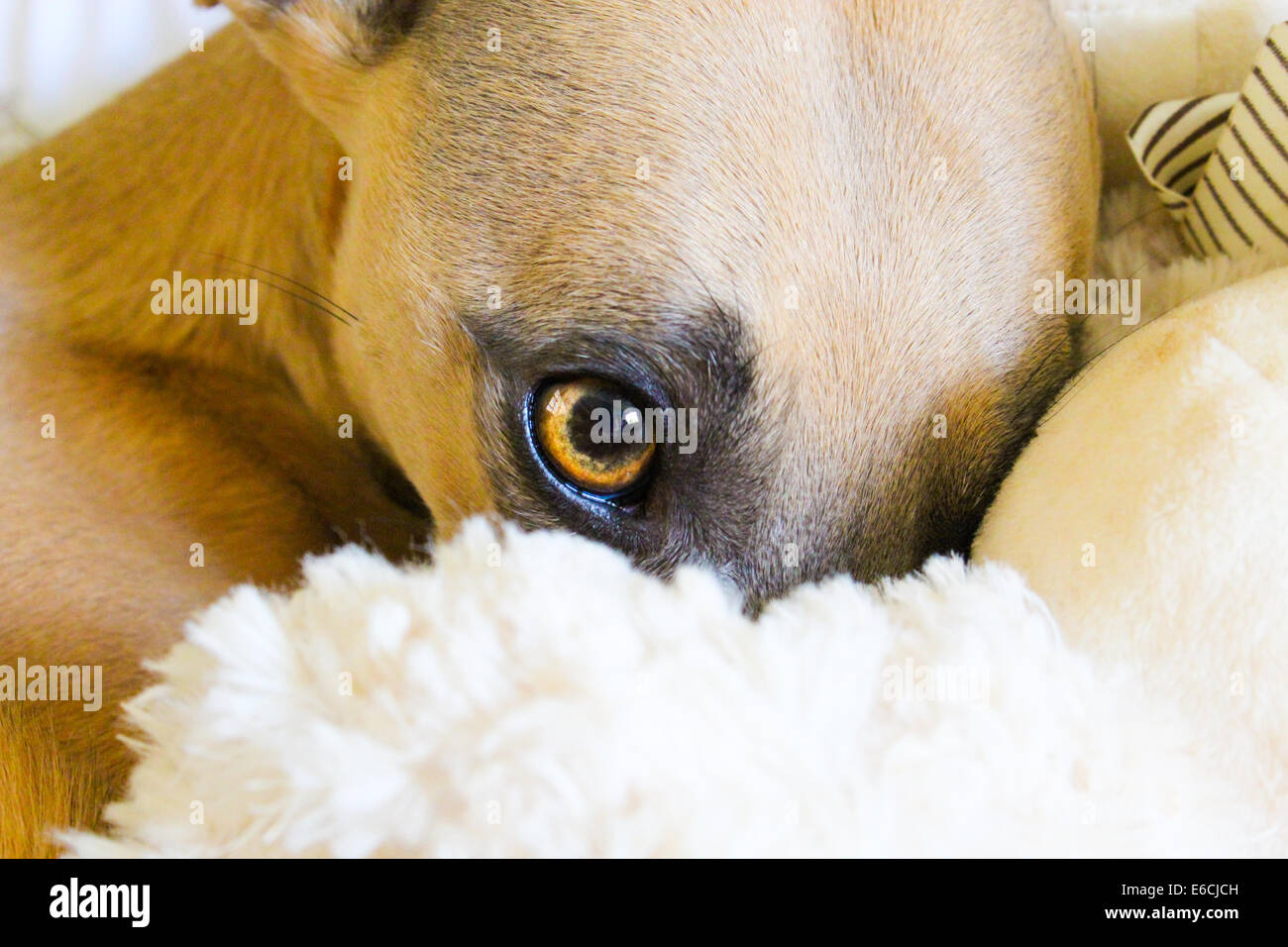 Beautiful detailed close up of a whippets face partly buried beneath ...