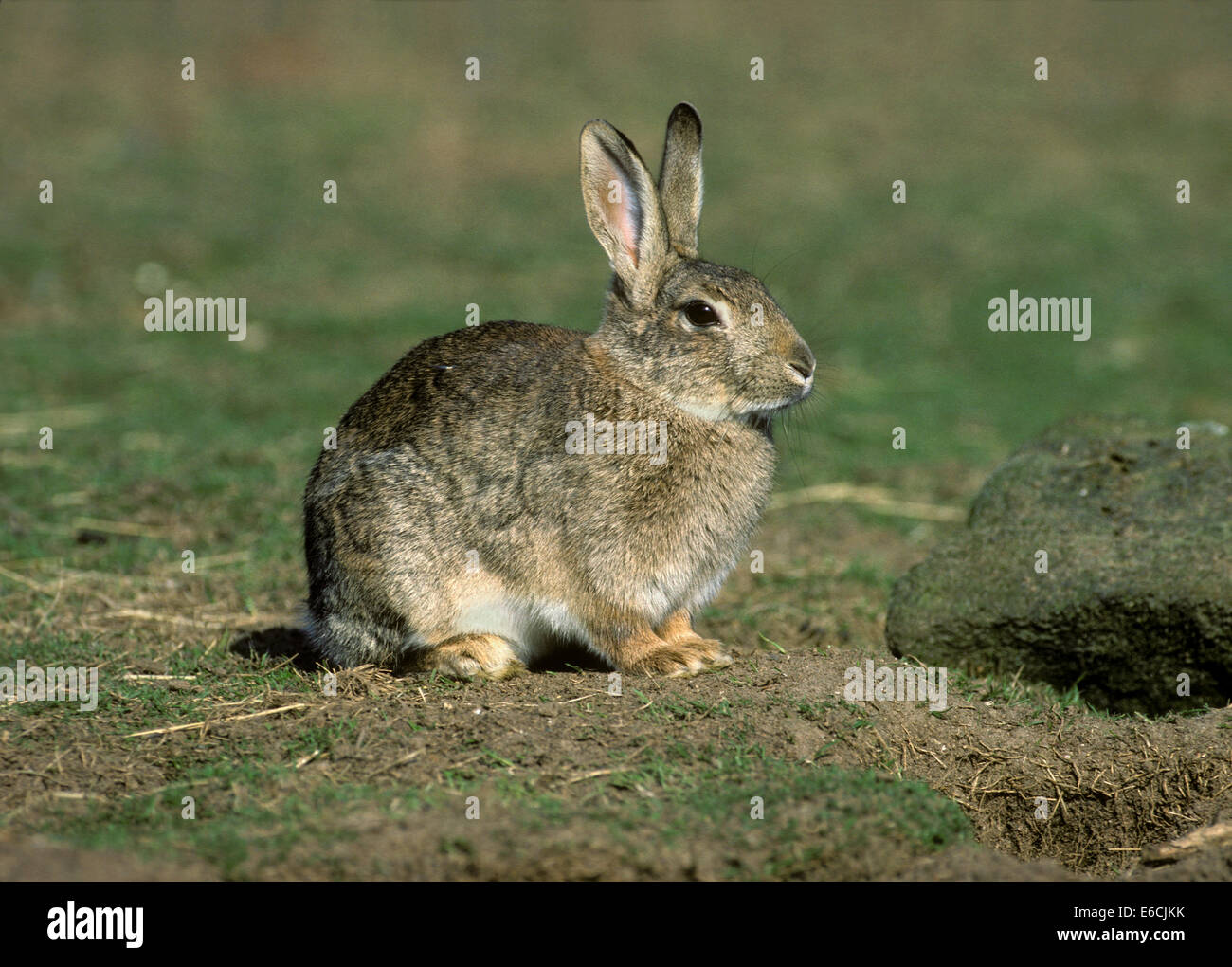 Rabbit Warren High Resolution Stock Photography and Images - Alamy