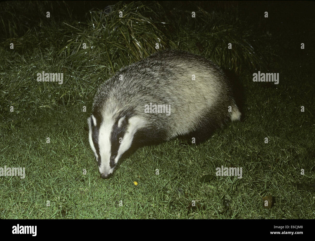 Badger meles meles hi-res stock photography and images - Alamy
