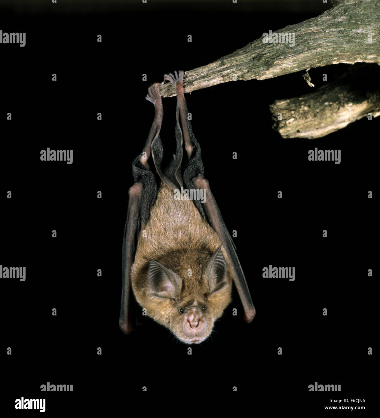 Greater Horseshoe Bat - Rhinolophus ferrumequinum Stock Photo - Alamy