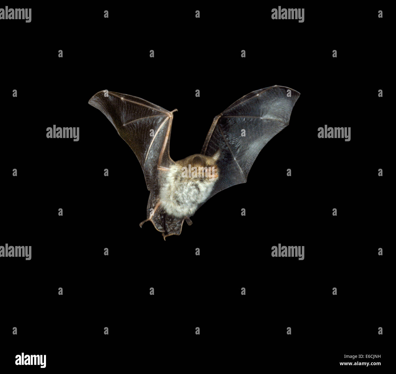 Natterer’s Bat - Myotis nattereri Stock Photo - Alamy