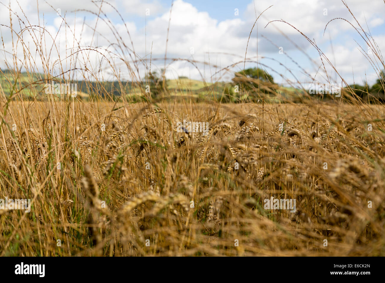 Low level shot through corn Stock Photo - Alamy