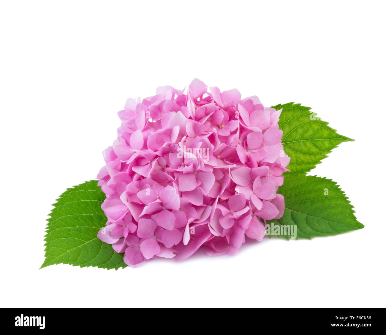 Macro small white flowers Cut Out Stock Images & Pictures - Alamy