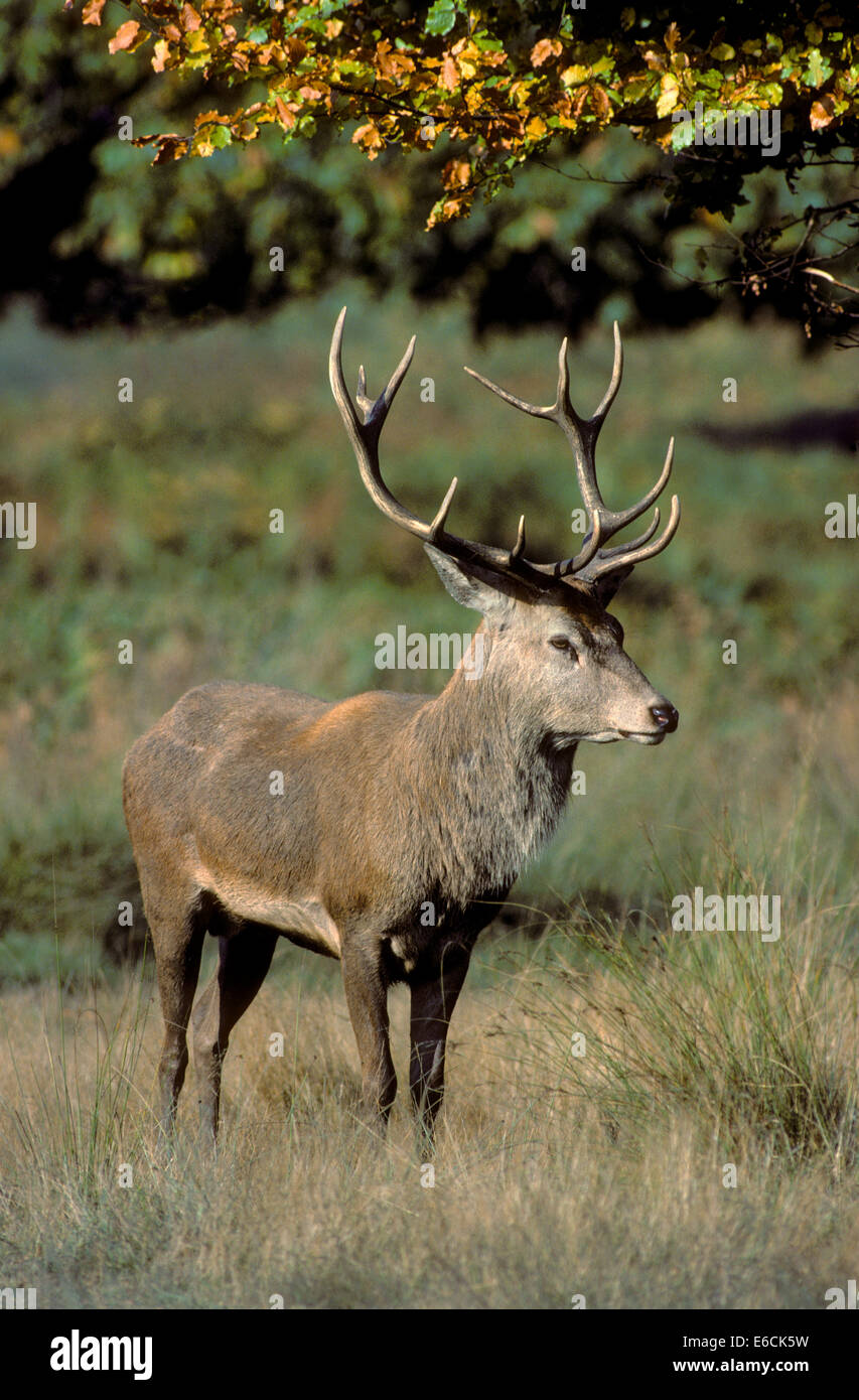 Red deer stag with large antlers hi-res stock photography and images ...