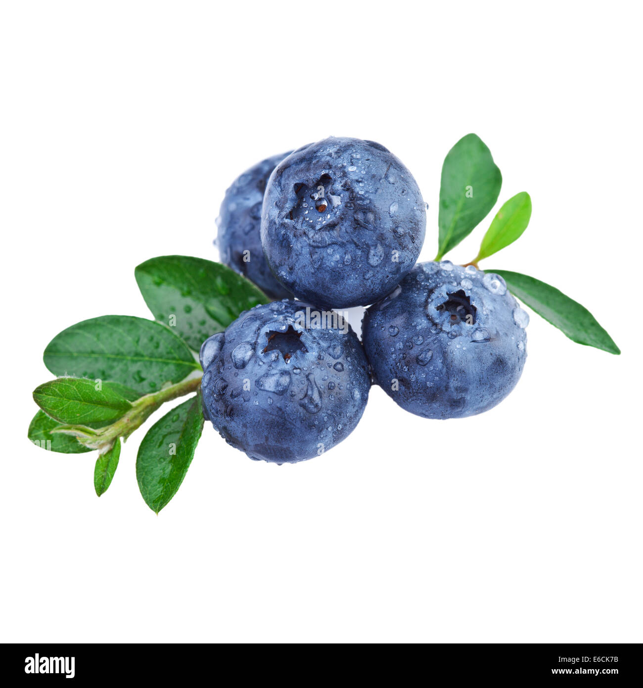 Blueberry isolated on white Stock Photo - Alamy