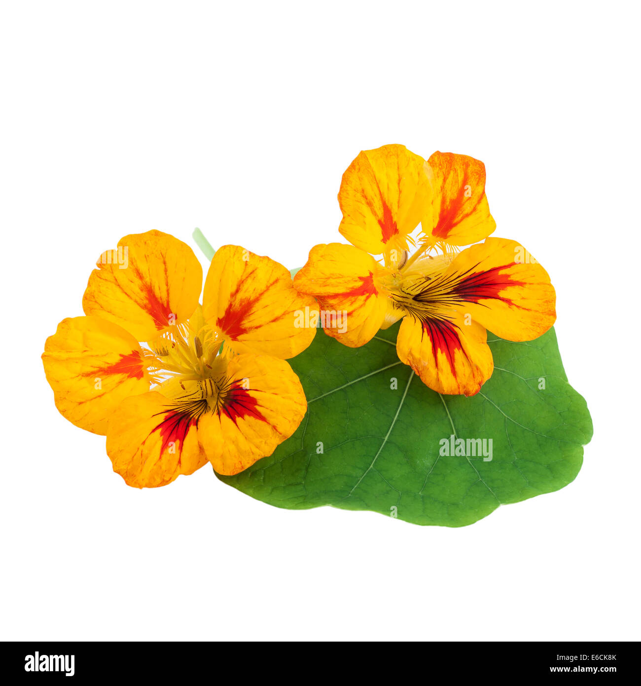 Two nasturtium flowers hi-res stock photography and images - Alamy