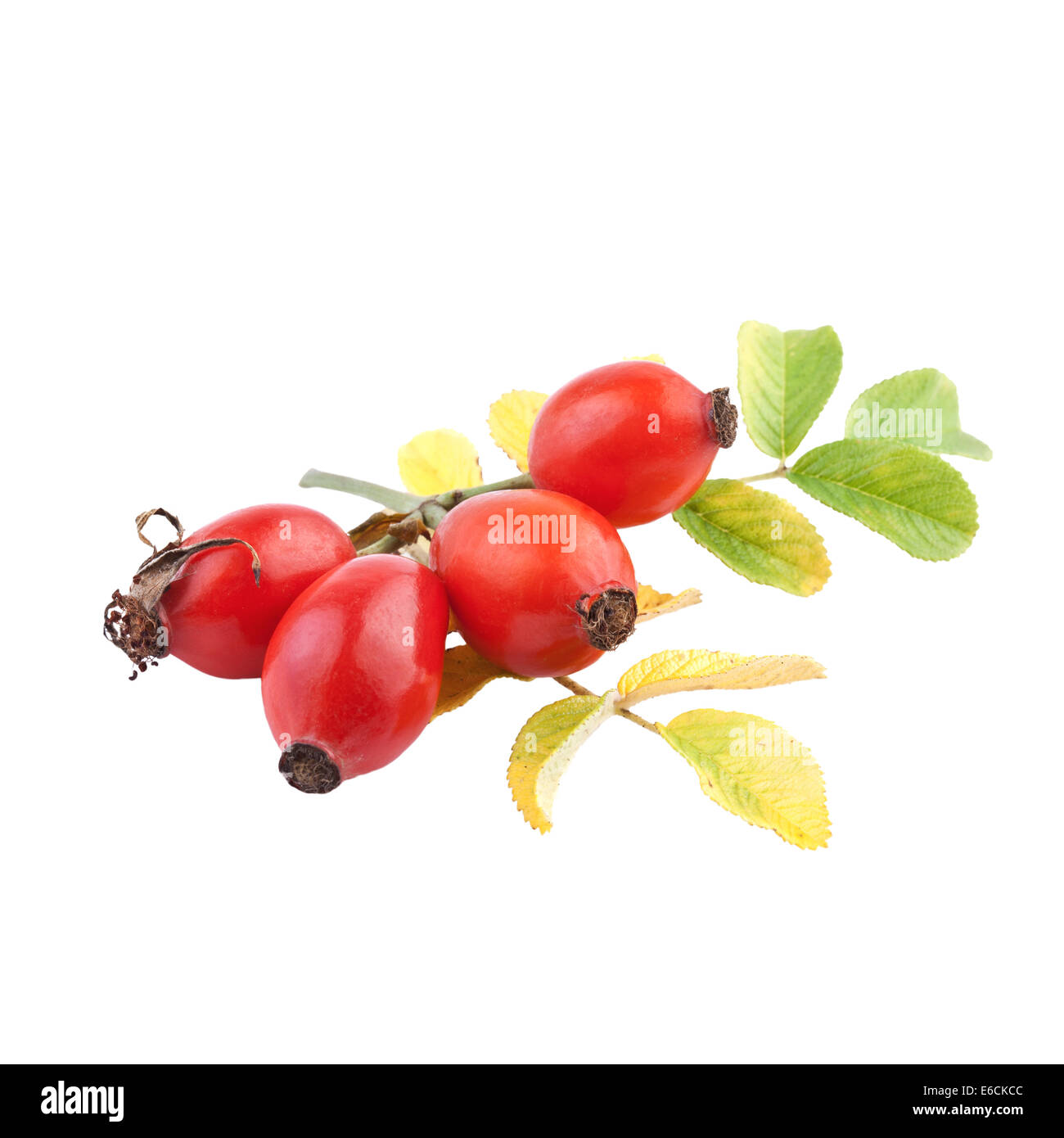 Rosa canina fruit extract hi-res stock photography and images - Alamy