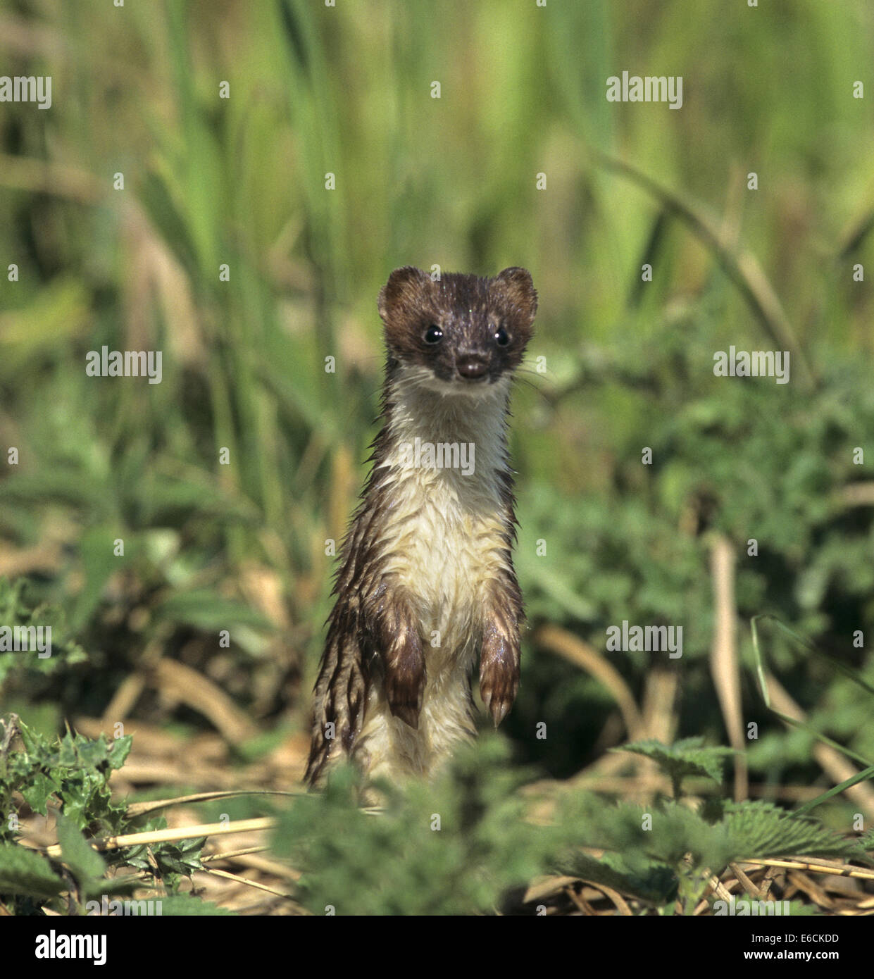 Stoat - Mustela erminea Stock Photo - Alamy