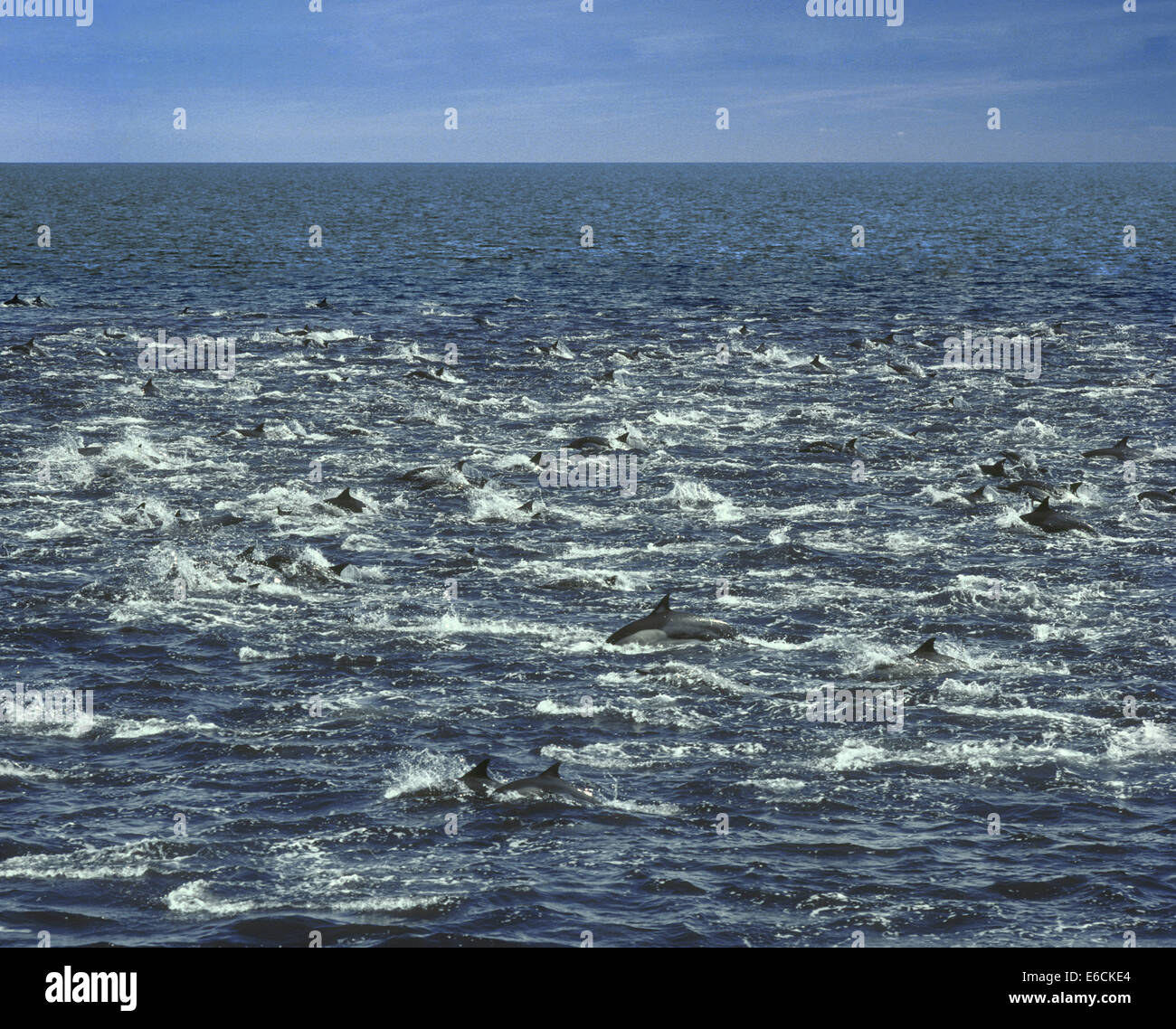 Short-beaked Common Dolphin - Delphinus delphis Stock Photo - Alamy